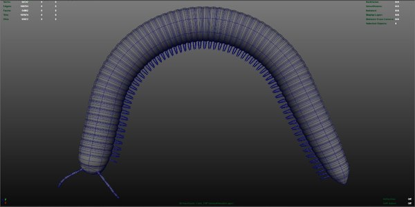 julus genus family obj