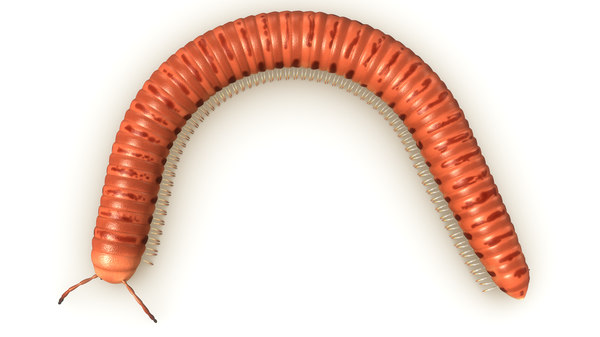 julus genus family obj