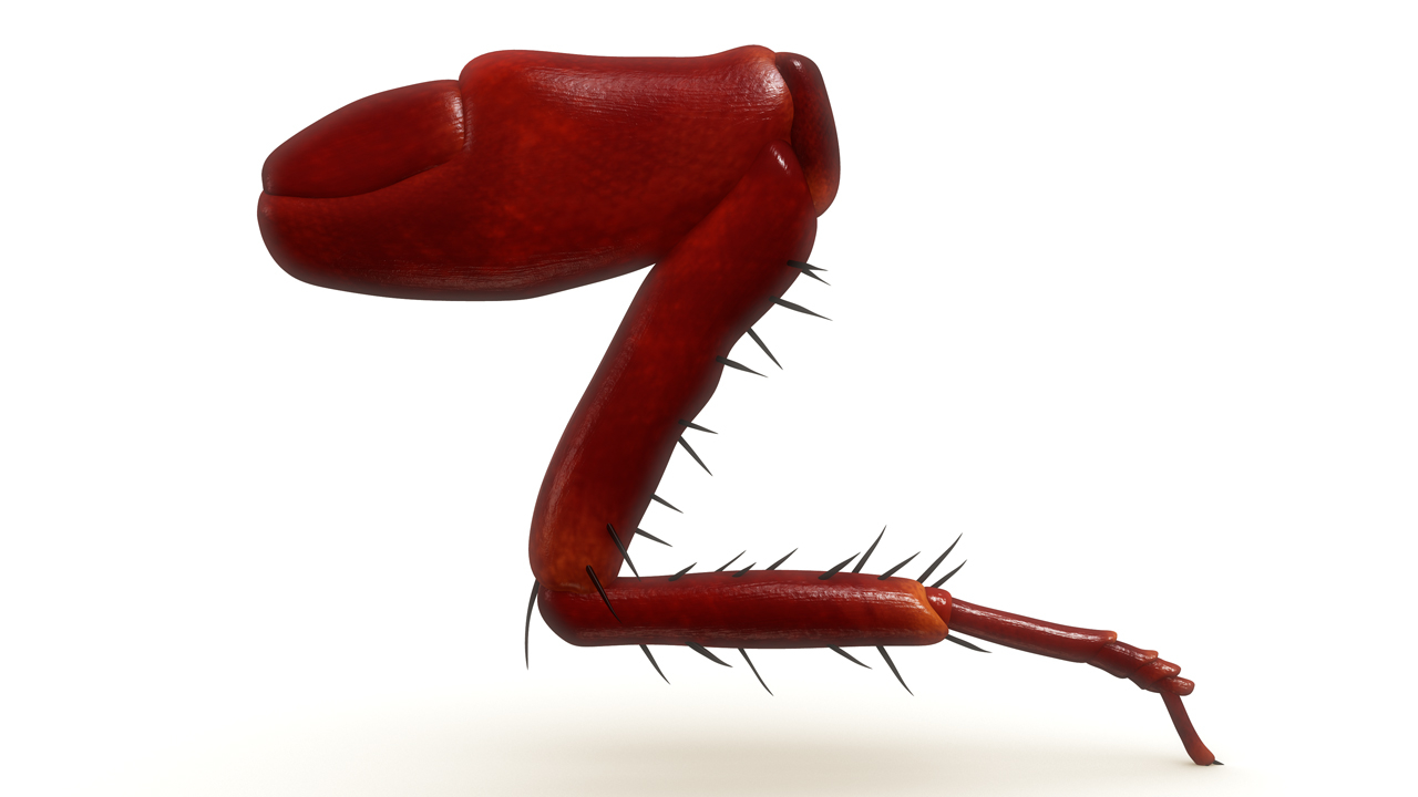 cockroach leg 3d ma
