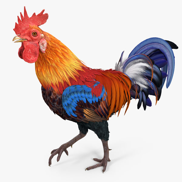 Rooster 3D Models for Download | TurboSquid