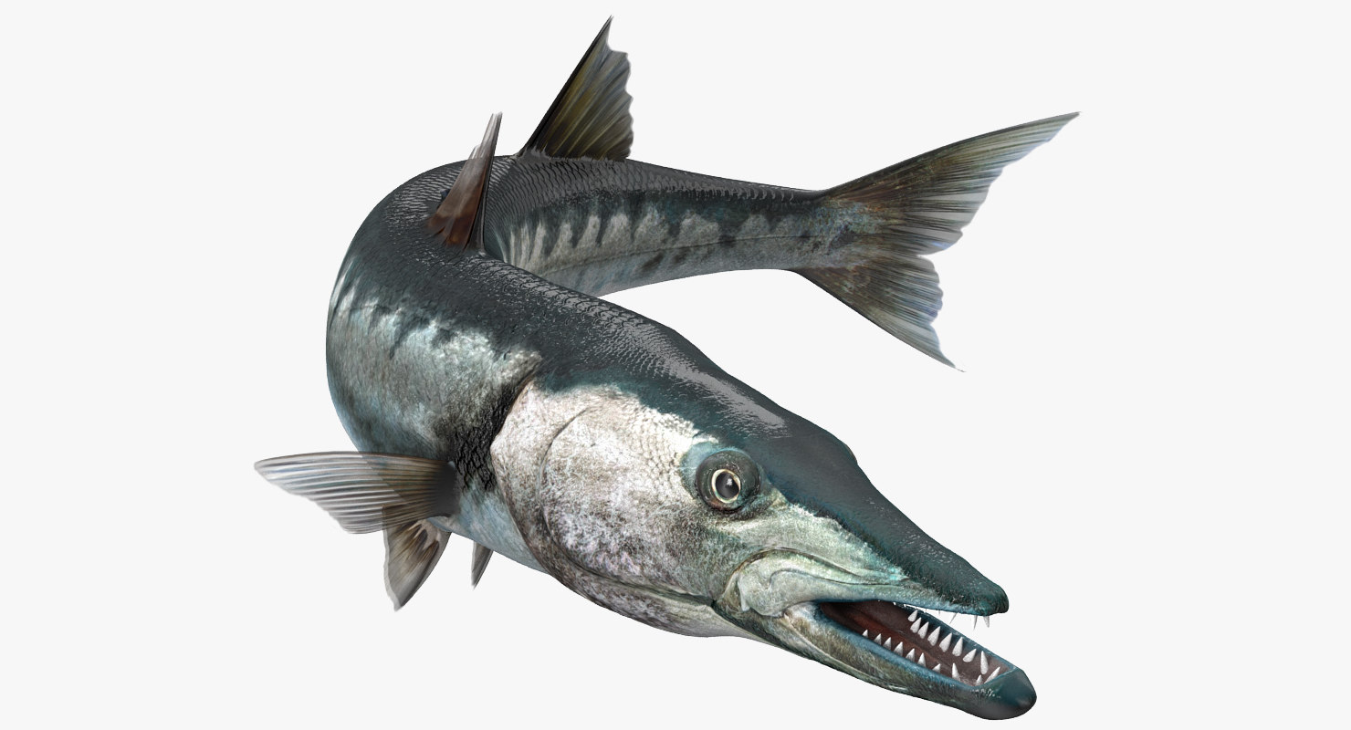 barracuda fish rigged 3d model