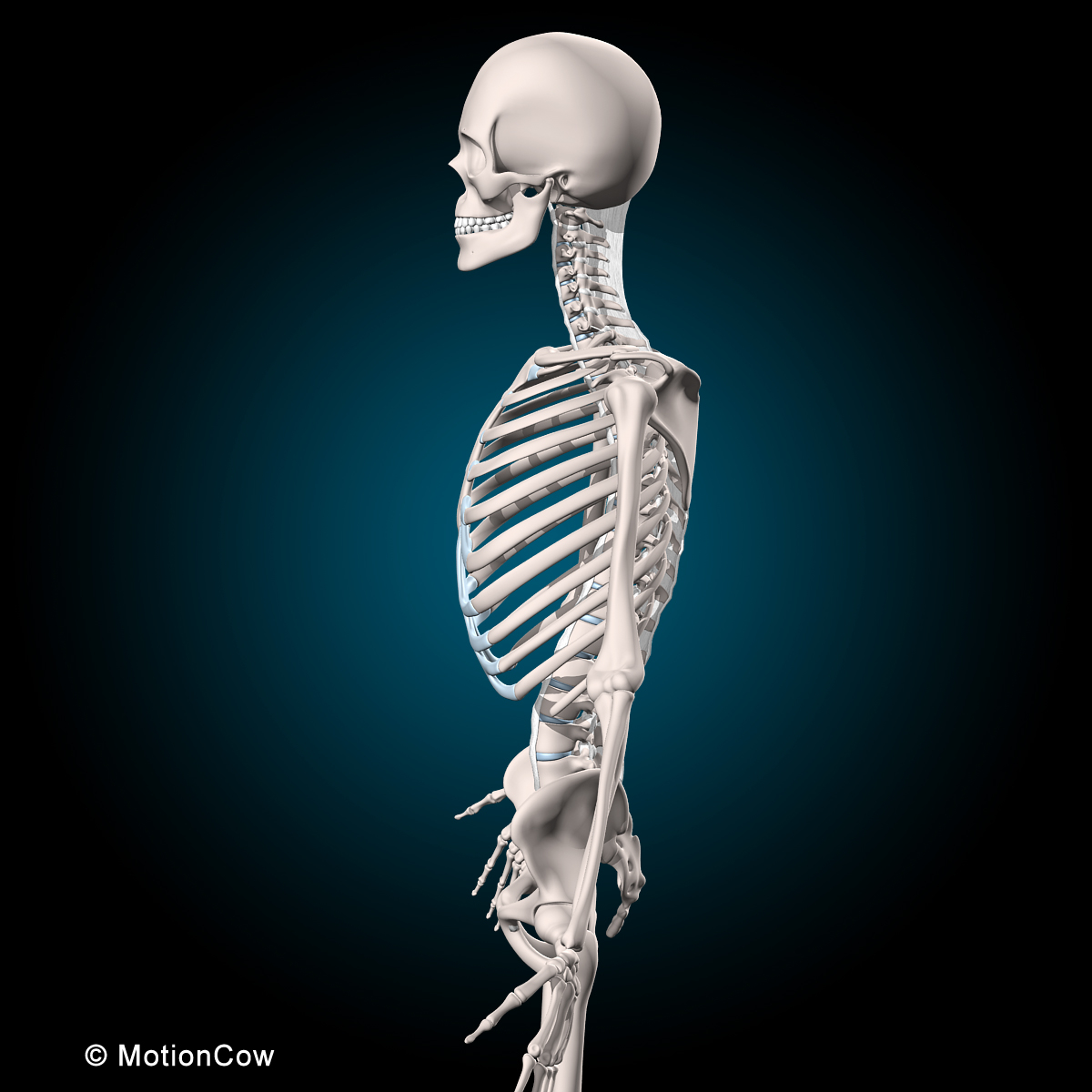 3d human rigged vertebrae skeleton model