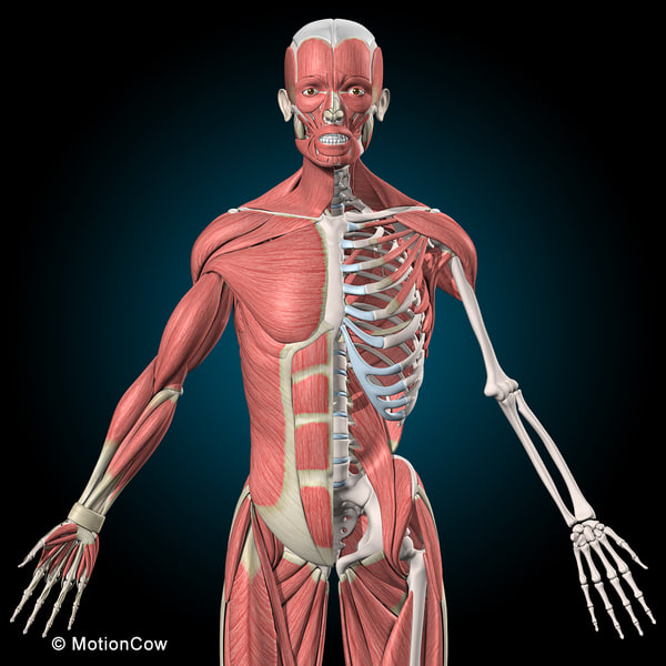 3d human vertebrae skeleton muscles anatomy model