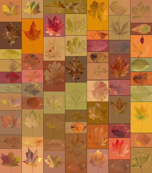 3d realistic fall leaves scattered model