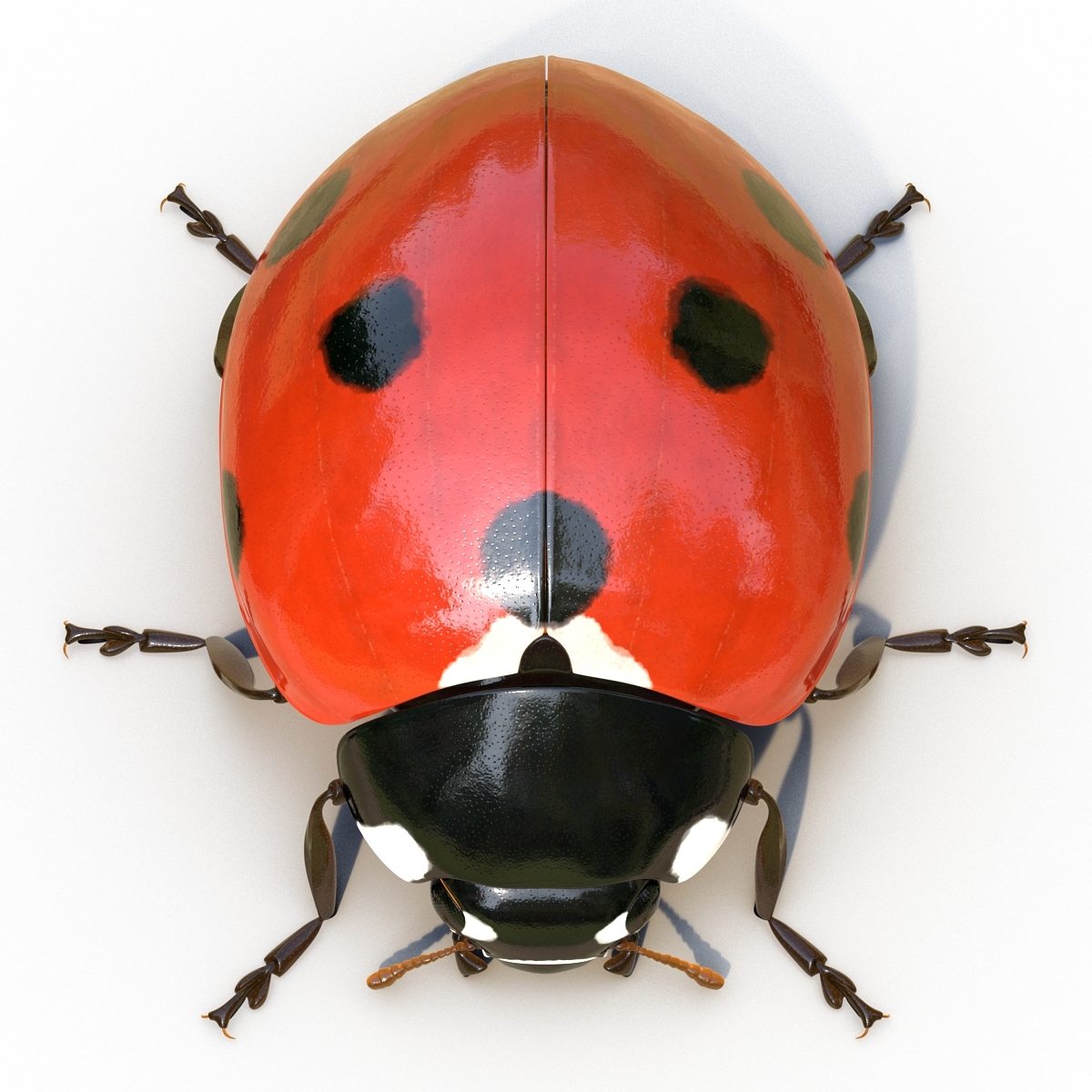 3d ladybug rigged animate model