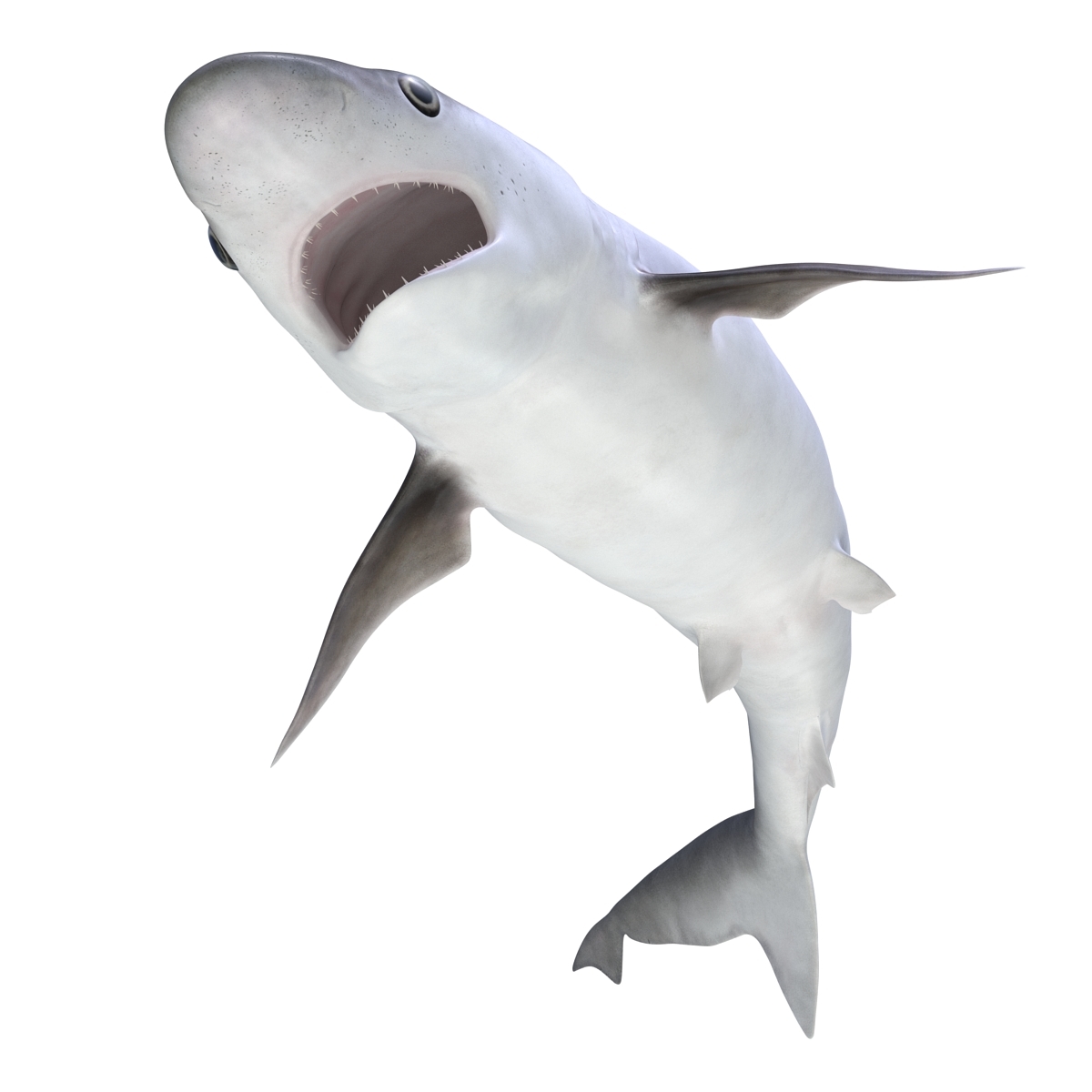 milk shark rigged 3d model