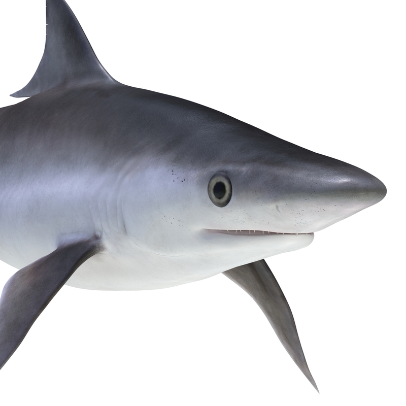 milk shark rigged 3d model