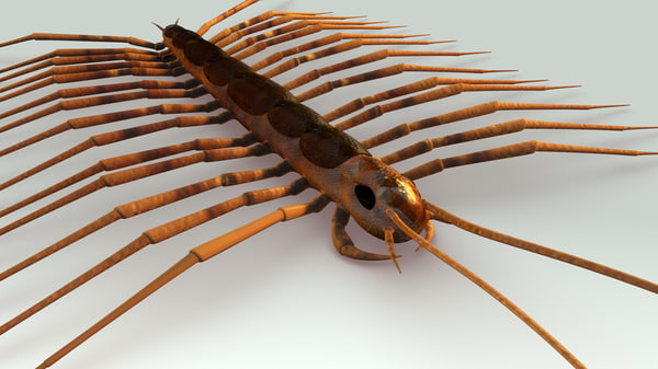 3D Centipede Models | TurboSquid