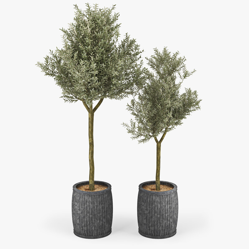 3d olive tree model