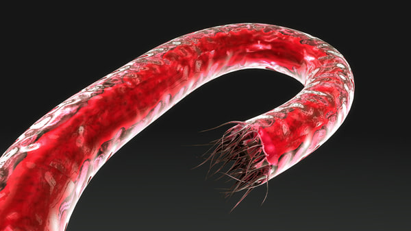 modèle 3D de Ankylostome des ankylostomes - TurboSquid 747295