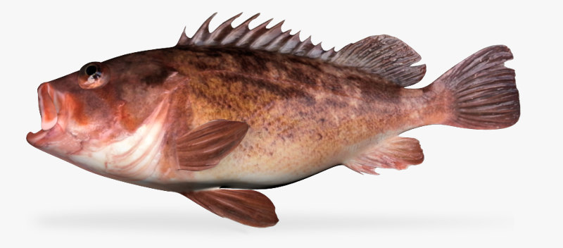 modelo 3d Pez roca marrón - TurboSquid 1096073