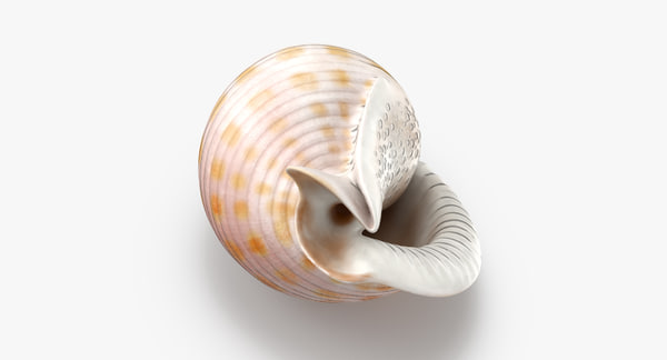 3d scotch bonnet shell