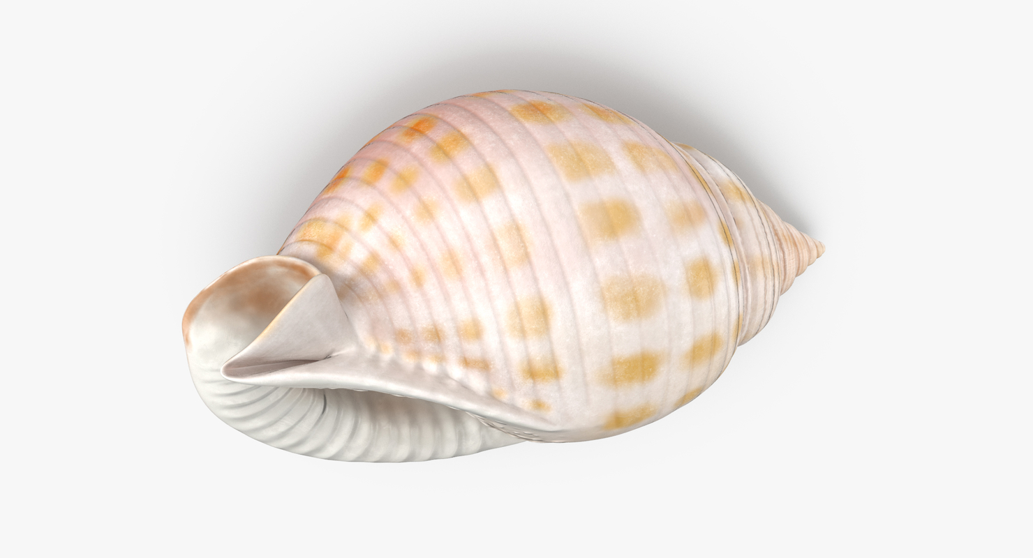 3d scotch bonnet shell