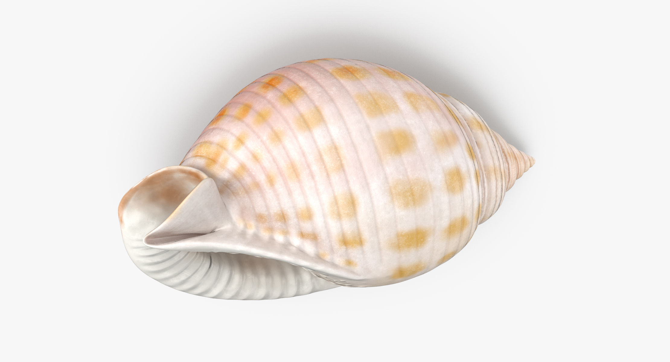 3d scotch bonnet shell