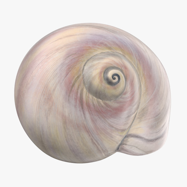 3d seashell harpa major