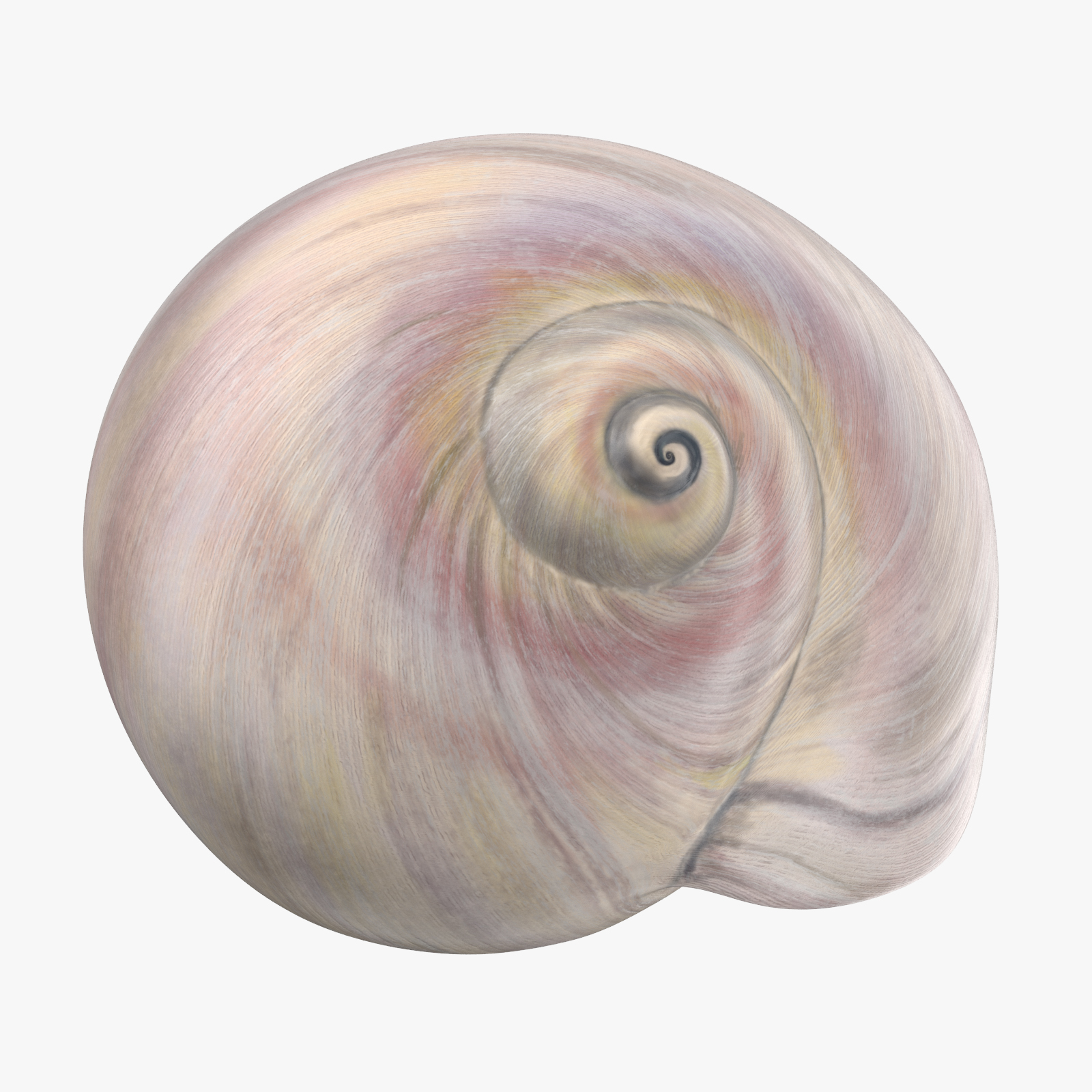 sharkeye moon shell max