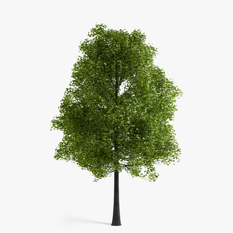 linden tree 3d obj