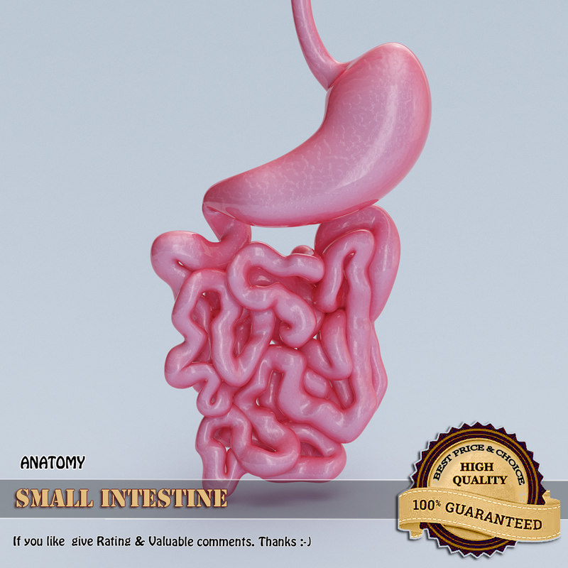 small intestine 3d model
