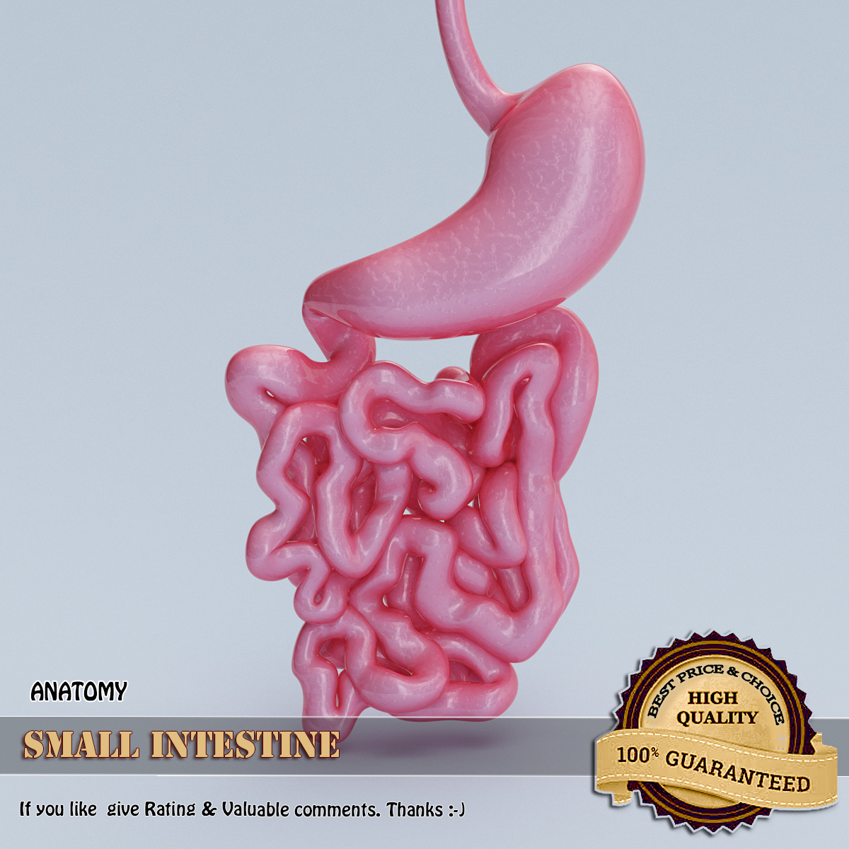 small intestine 3d model