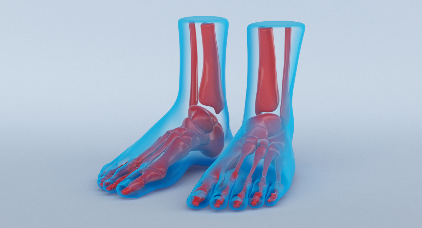 3d foot anatomy model