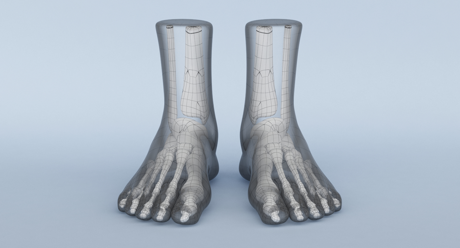 3d foot anatomy model