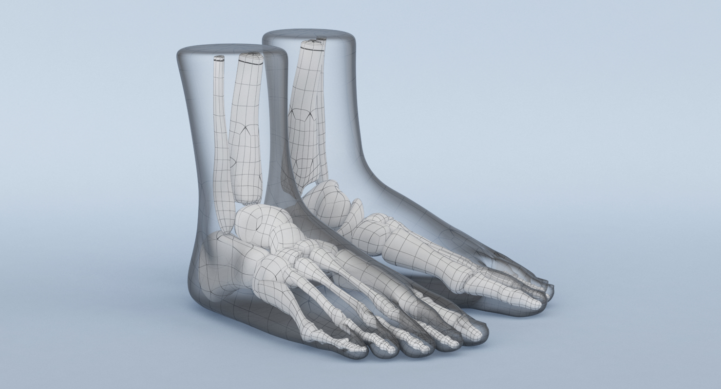 3d foot anatomy model