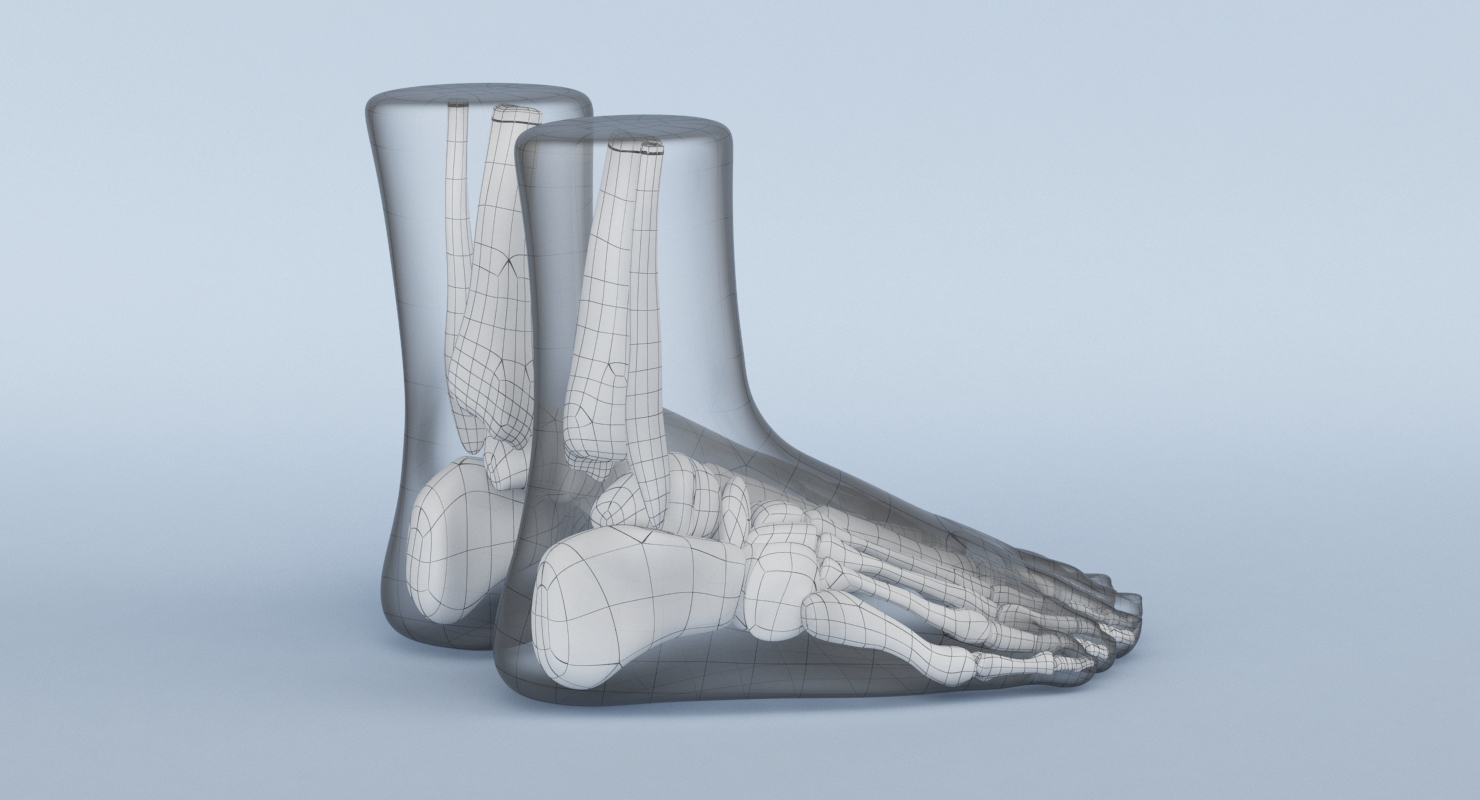 3d foot anatomy model