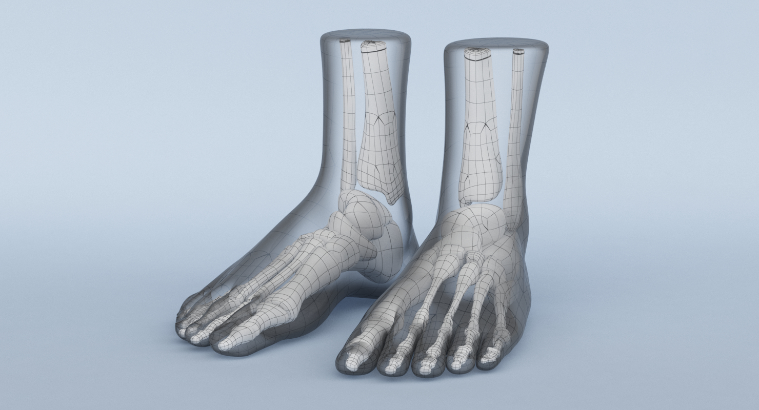 3d foot anatomy model