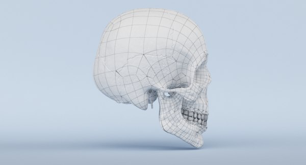 3d model of skull anatomy
