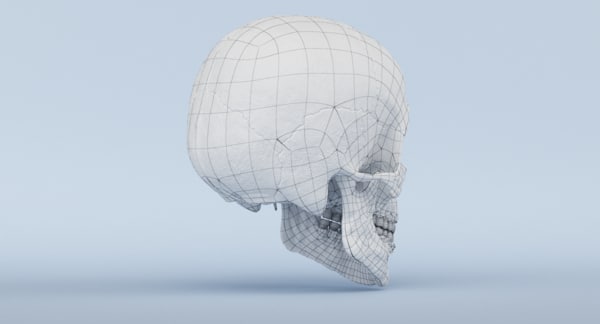 3d model of skull anatomy