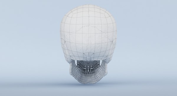 3d model of skull anatomy
