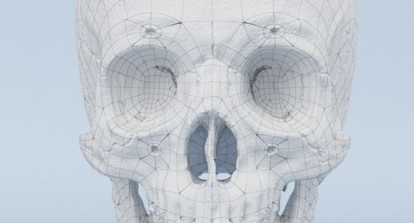 3d model of skull anatomy