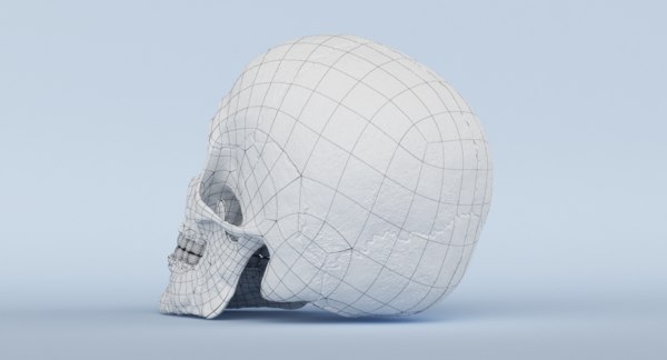 3d model of skull anatomy