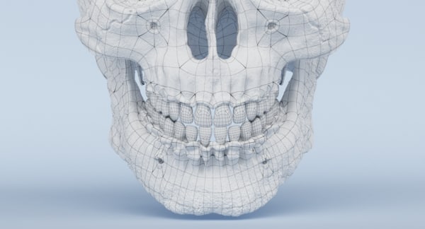 3d model of skull anatomy