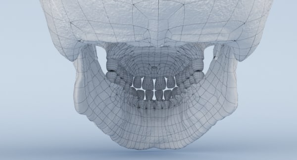 3d model of skull anatomy