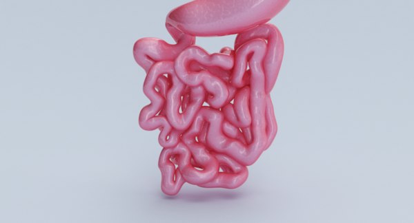 small intestine 3d model