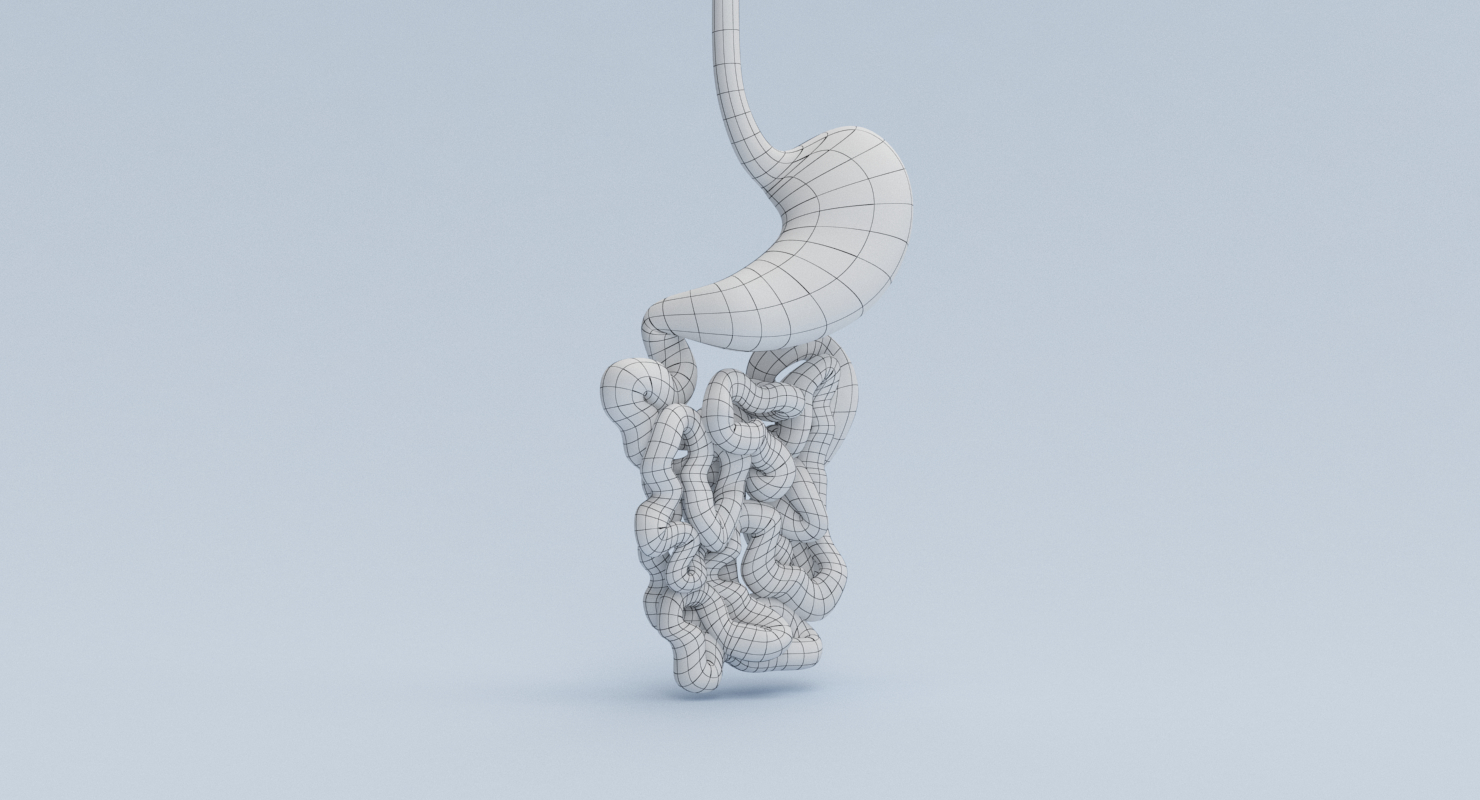 small intestine 3d model