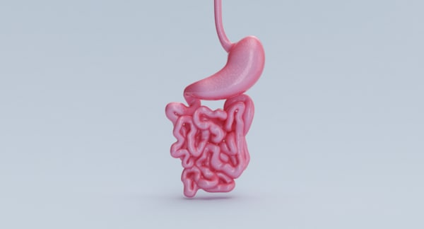 small intestine 3d model