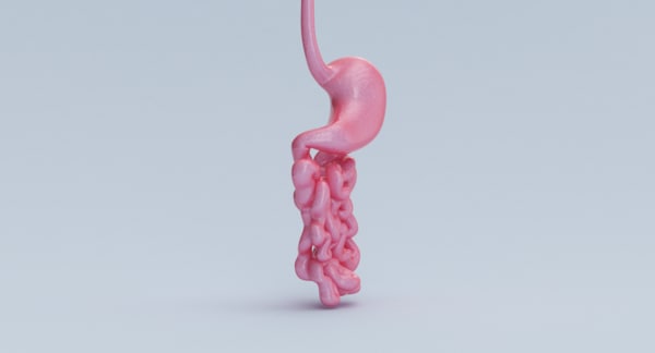 small intestine 3d model