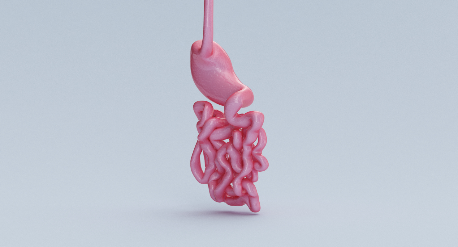 small intestine 3d model