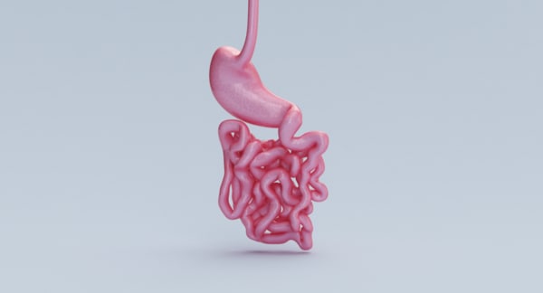small intestine 3d model