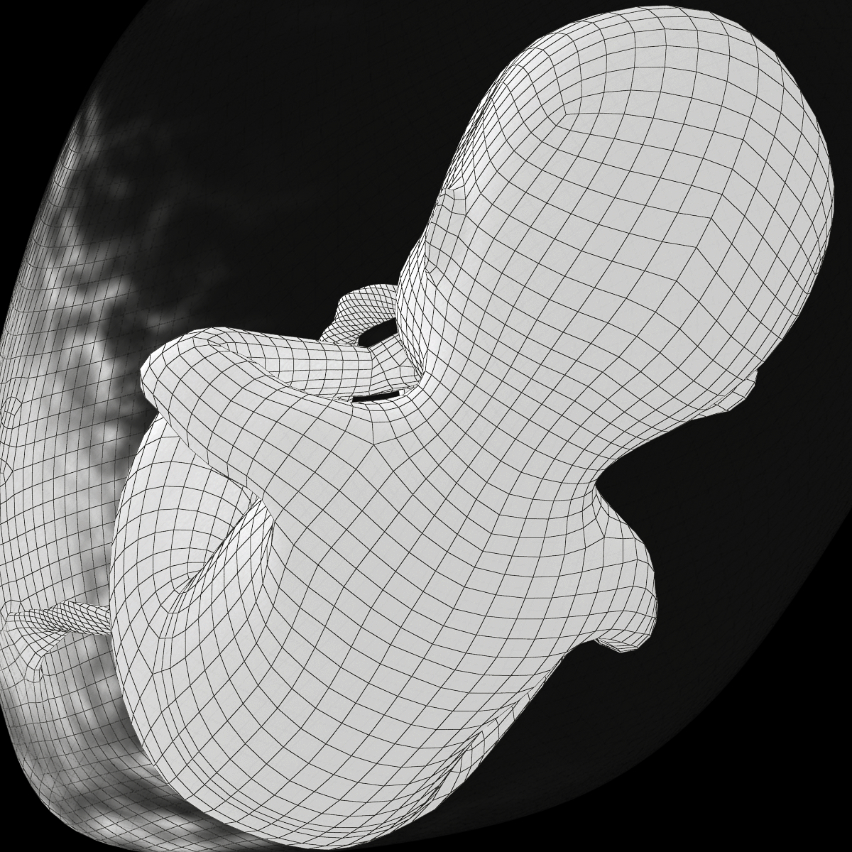 3d realistic fetus womb