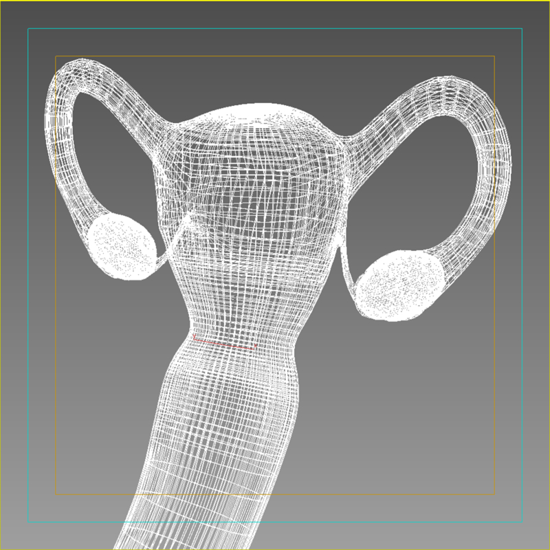 uterus fallopian tubes 3d 3ds
