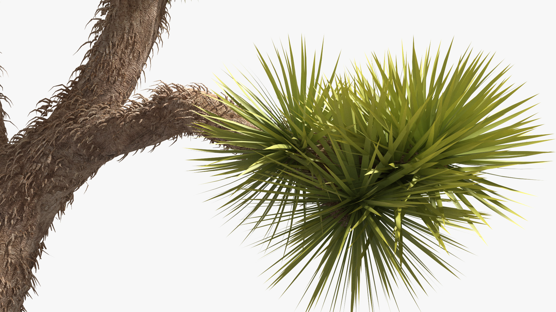 max desert plant tree