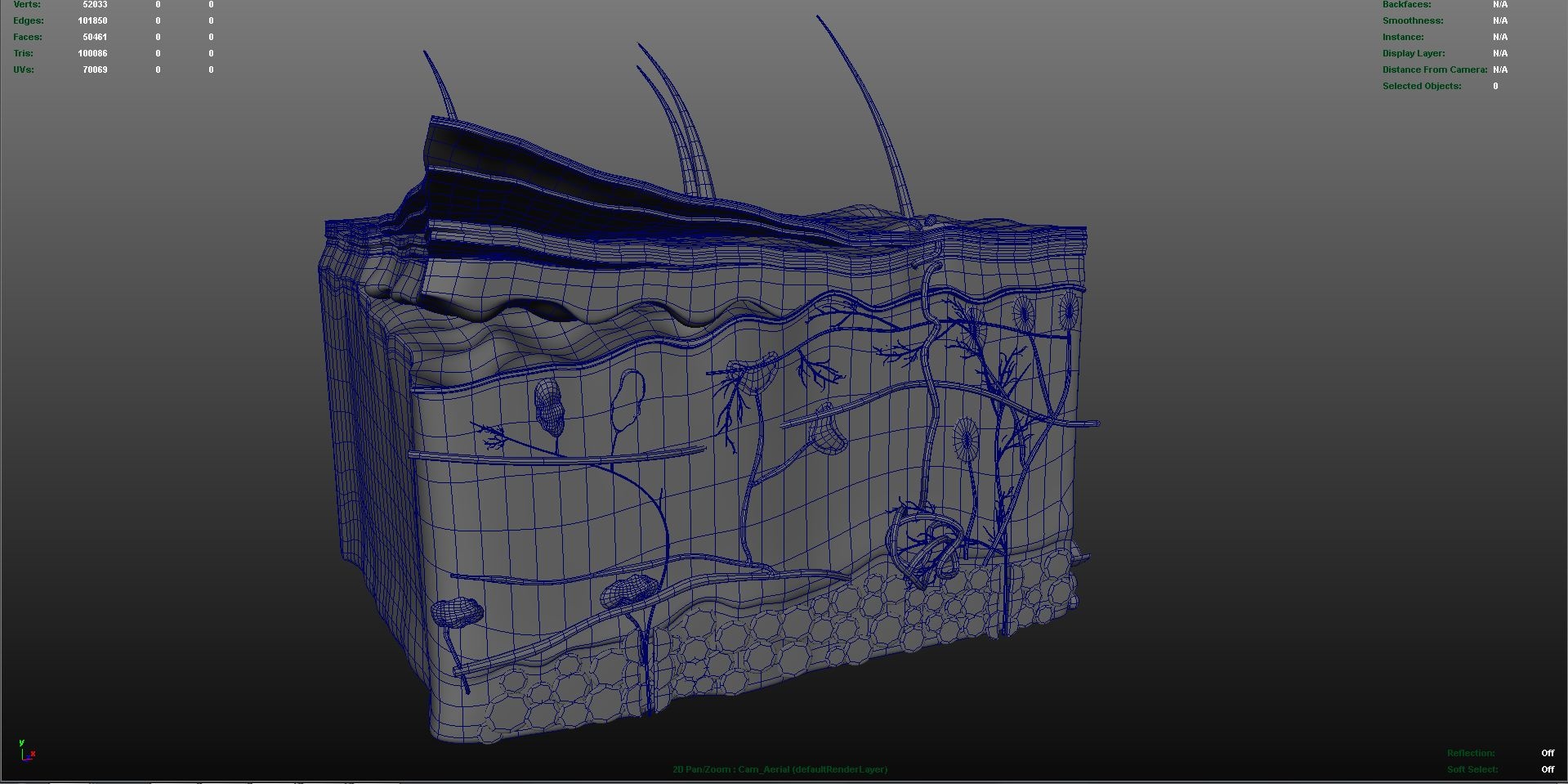 3d epidermis skin anatomy
