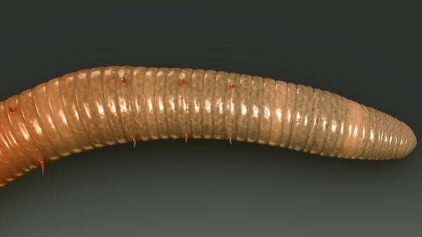 arenicola ma