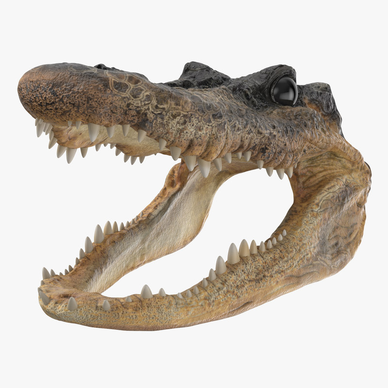 aligator head 3d obj