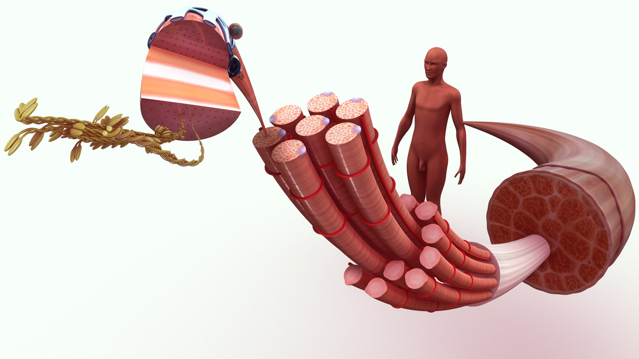 3d muscle tissue model
