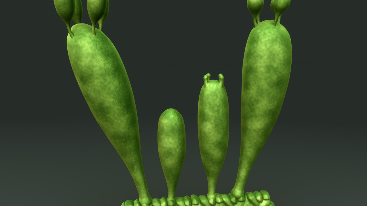 3d model basidiospore fungi