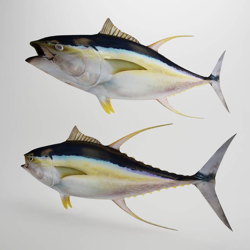 tuna 3d model